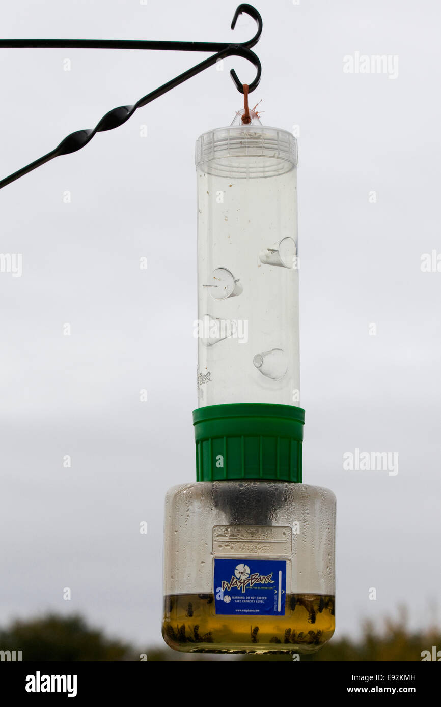 Wasp Bane and trap Stock Photo - Alamy