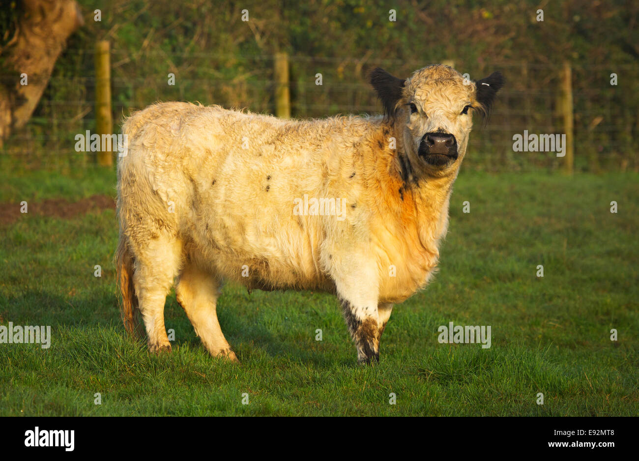 Rare breed white park cattle hi-res stock photography and images - Alamy