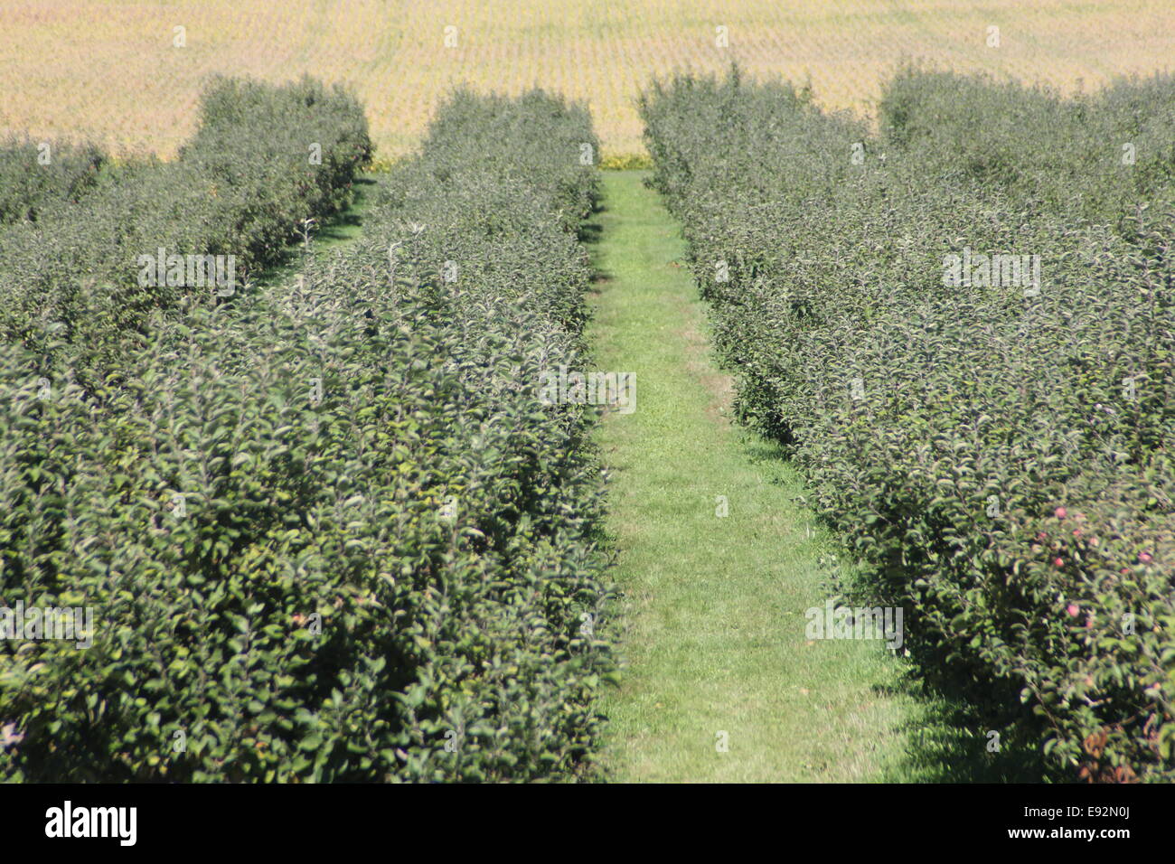 Rows of Apple trees in an orchard on a small hobby farm Stock Photo - Alamy