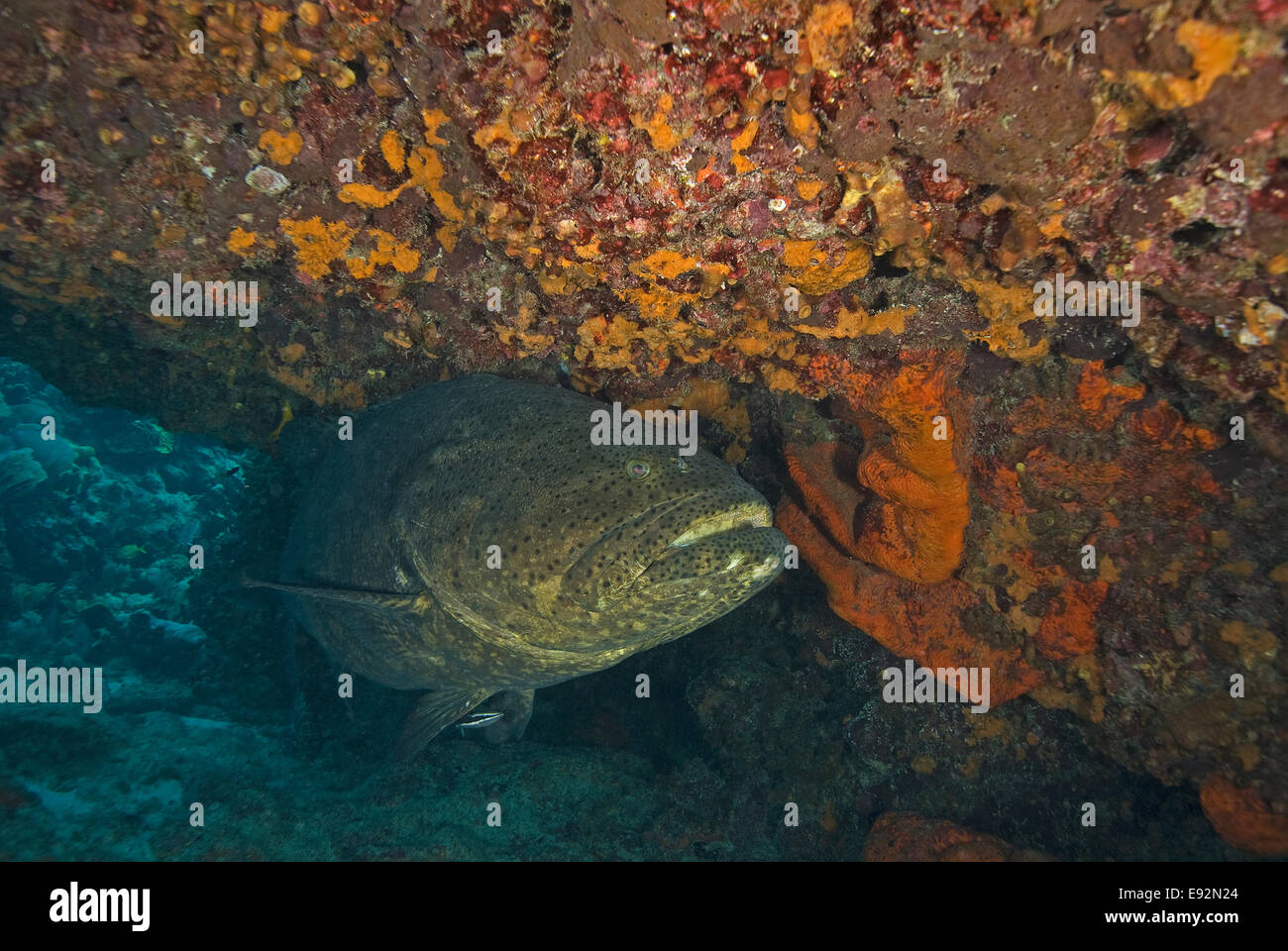 Giant Grouper hiding in underwater cave Stock Photo - Alamy