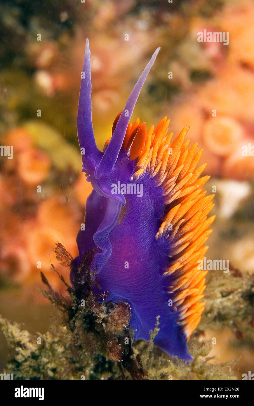 Spanish Shawl Nudibranch at California, underwater reef Stock Photo - Alamy