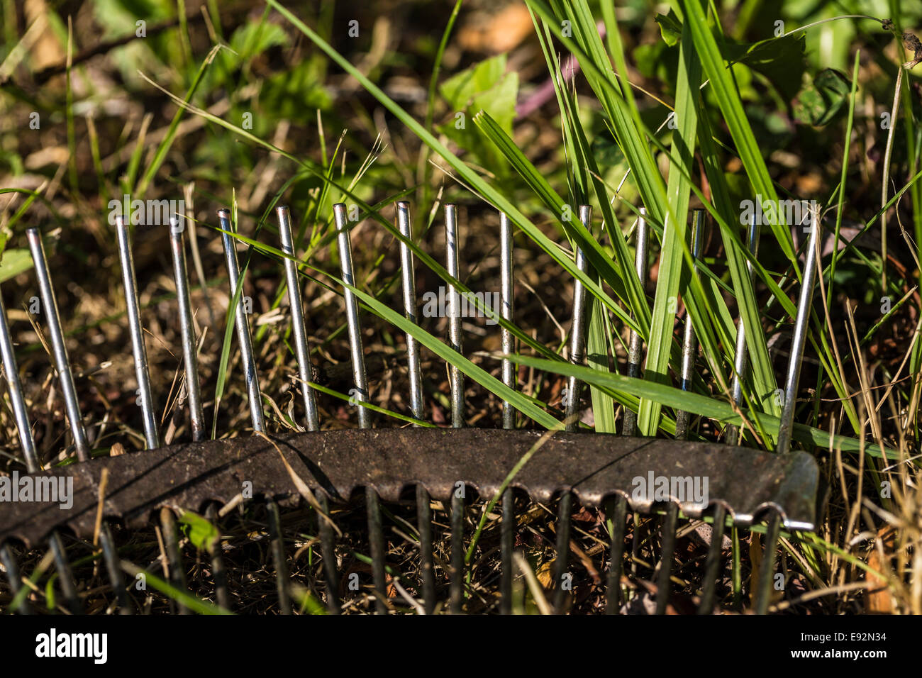 Rake leaves hi-res stock photography and images - Alamy