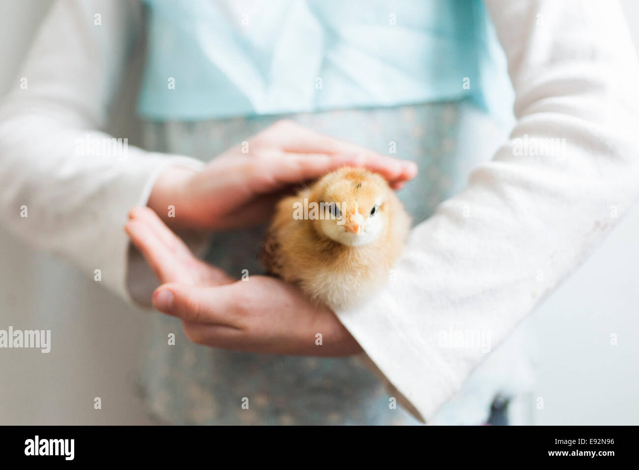 Young Girl's Hands Holding Young Chick Stock Photo - Alamy