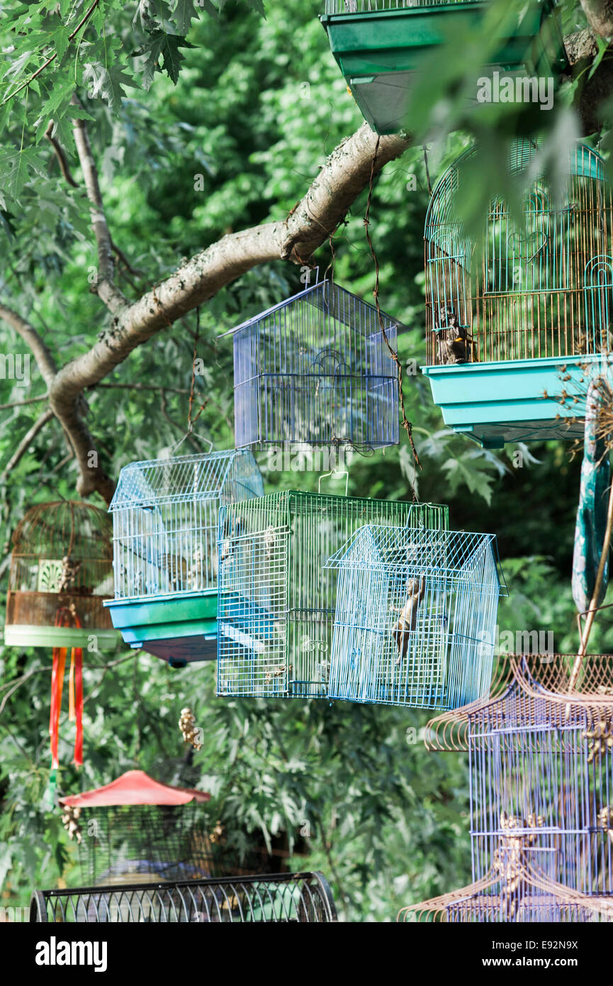 Colorful Birdcages Hanging in Tree Stock Photo - Alamy