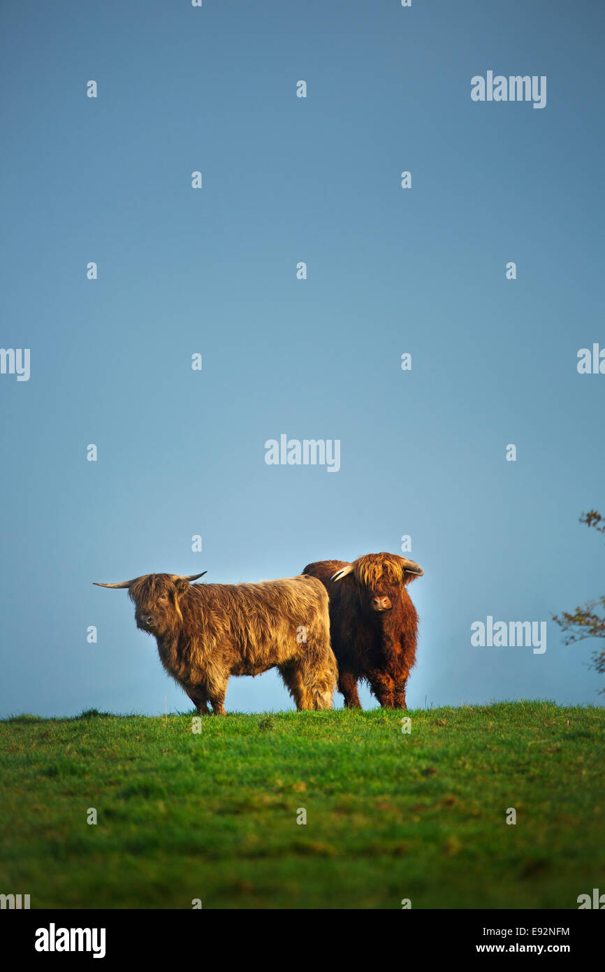 Two Highland Cattle Stock Photo - Alamy