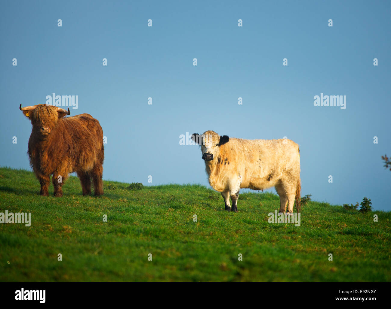 A Highland bull and a White Park heifer Stock Photo - Alamy