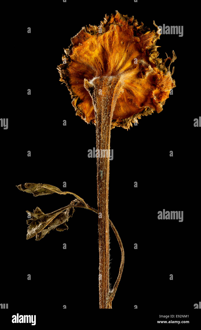 Dried sunflower hi-res stock photography and images - Alamy