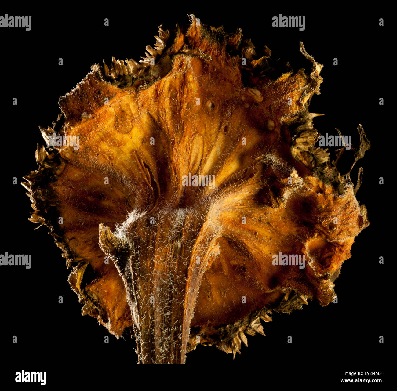 Dried sunflower hi-res stock photography and images - Alamy