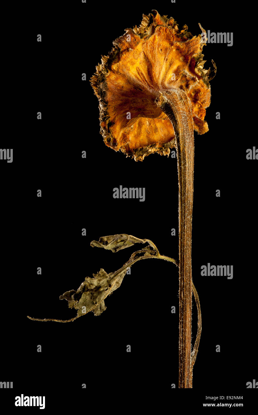 Dried sunflower hi-res stock photography and images - Alamy