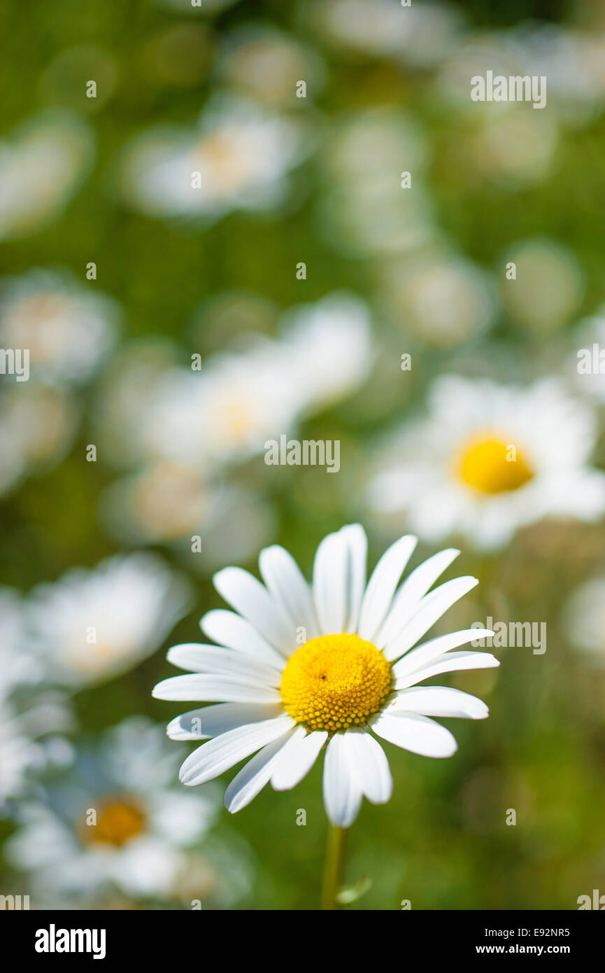 Out of focus flower foreground hi-res stock photography and images - Alamy