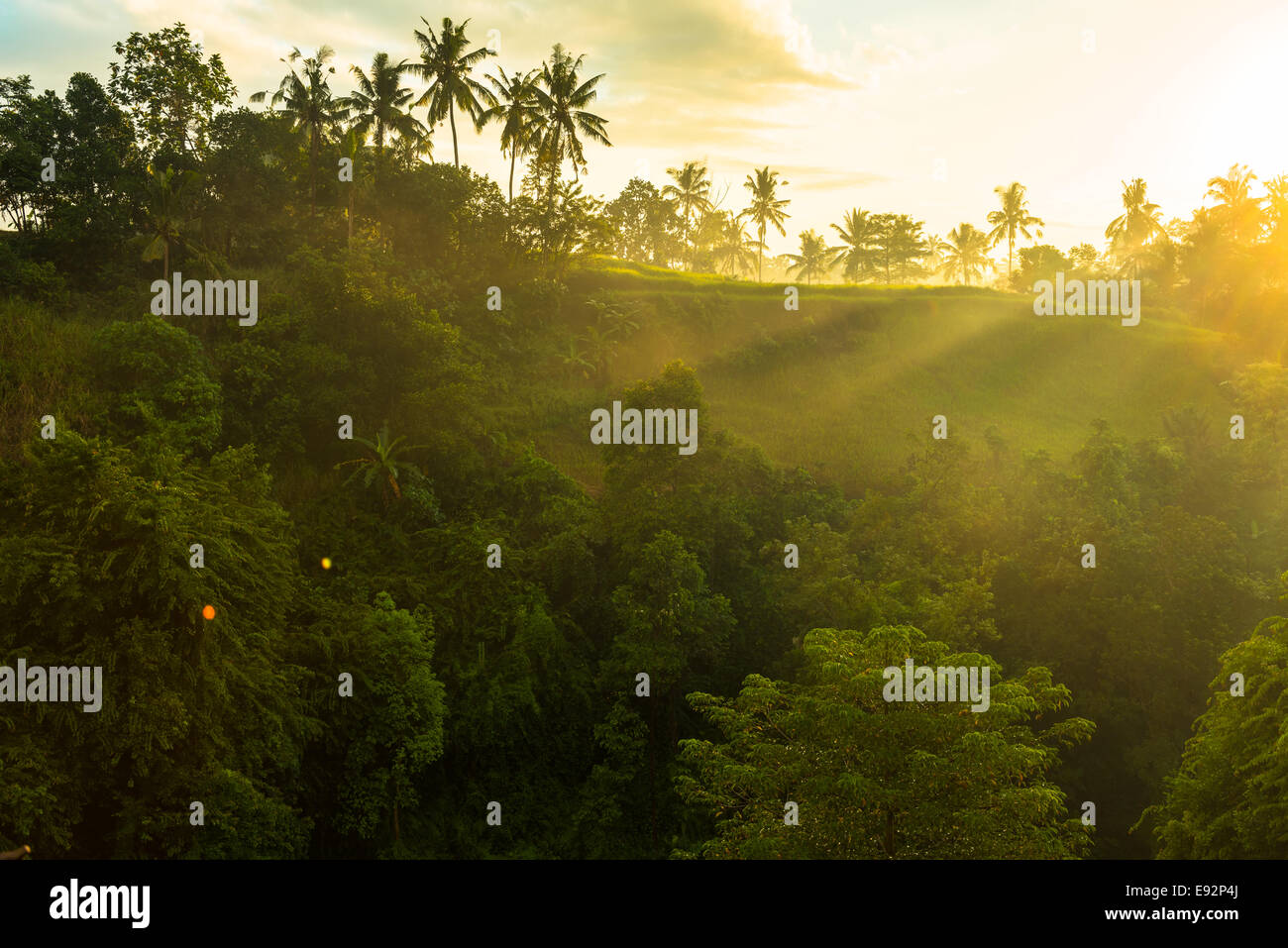 Sun is rising above lush jungle Stock Photo - Alamy