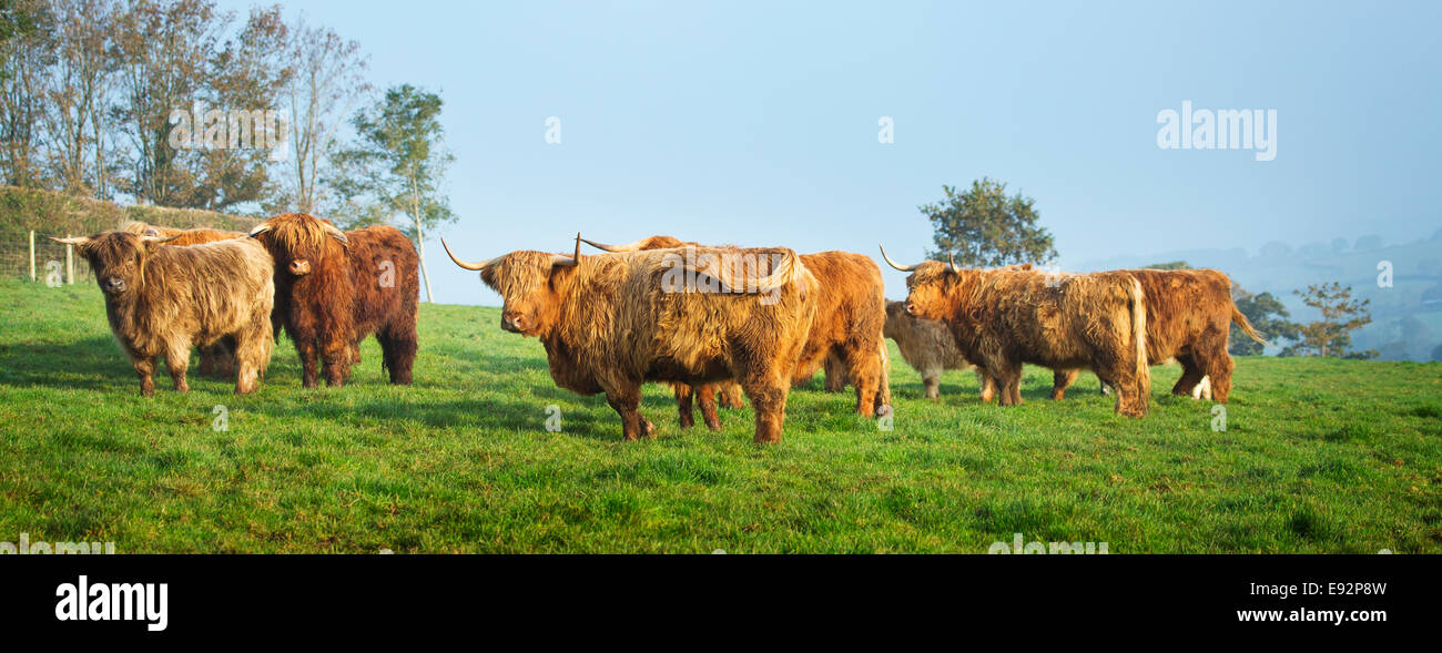 Highland cattle farming hi-res stock photography and images - Alamy