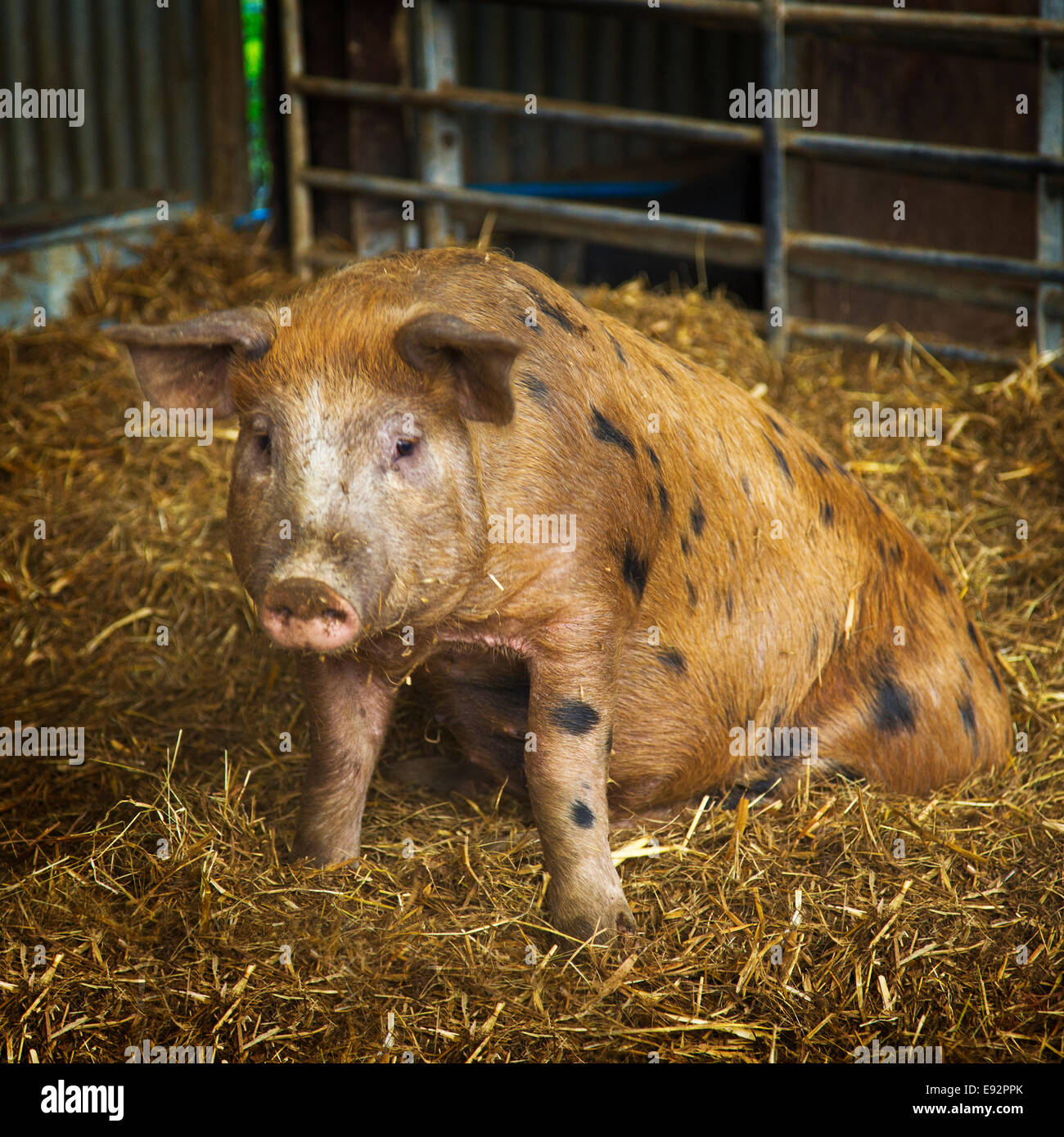 Pig farming production hi-res stock photography and images - Alamy