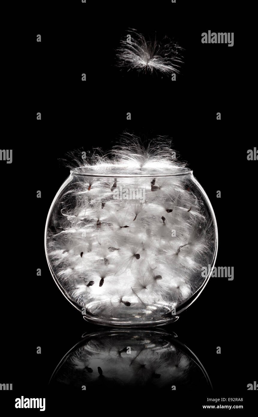 Fluffy seed pod hi-res stock photography and images - Alamy