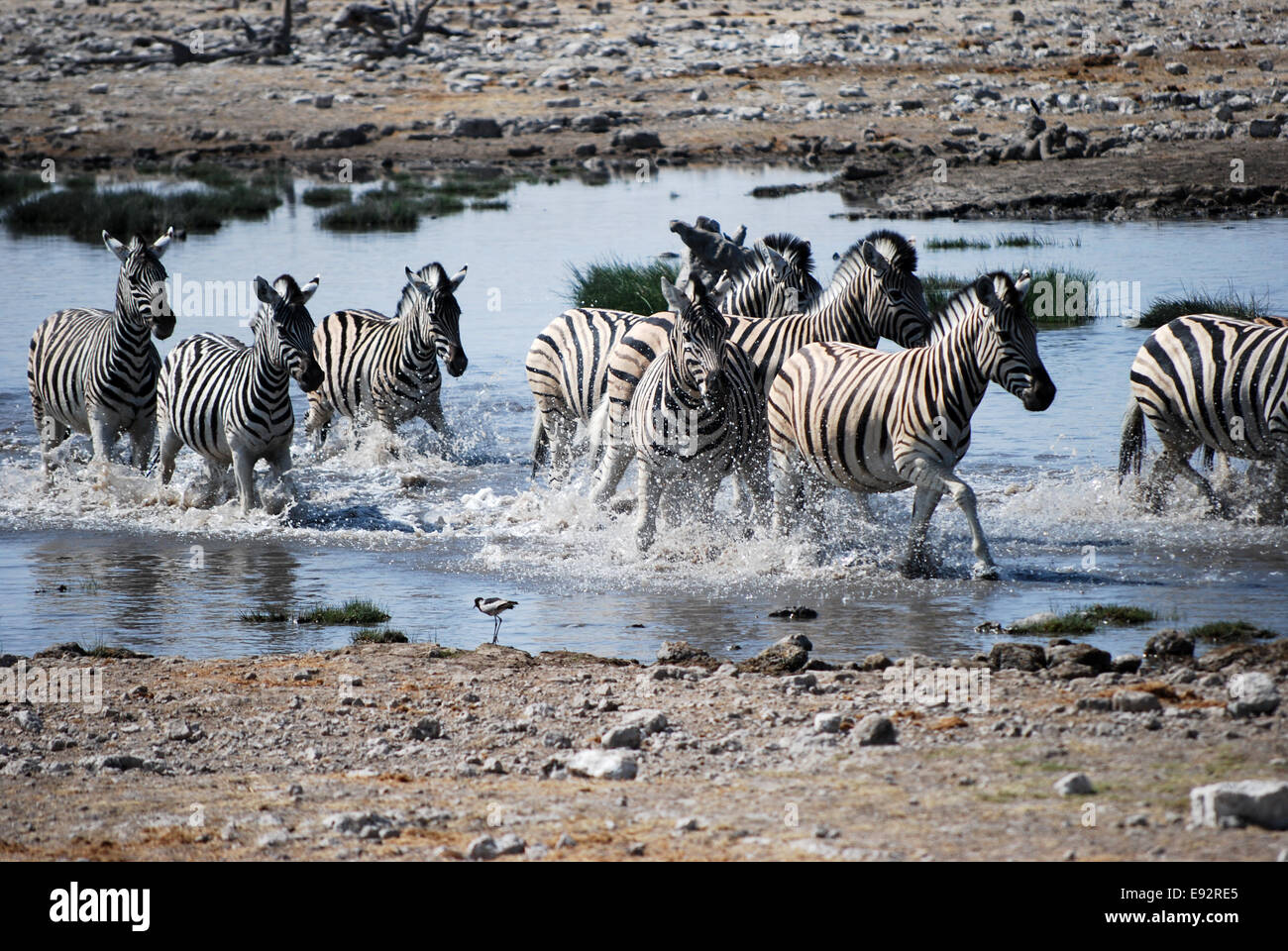 Zebras running hi-res stock photography and images - Alamy