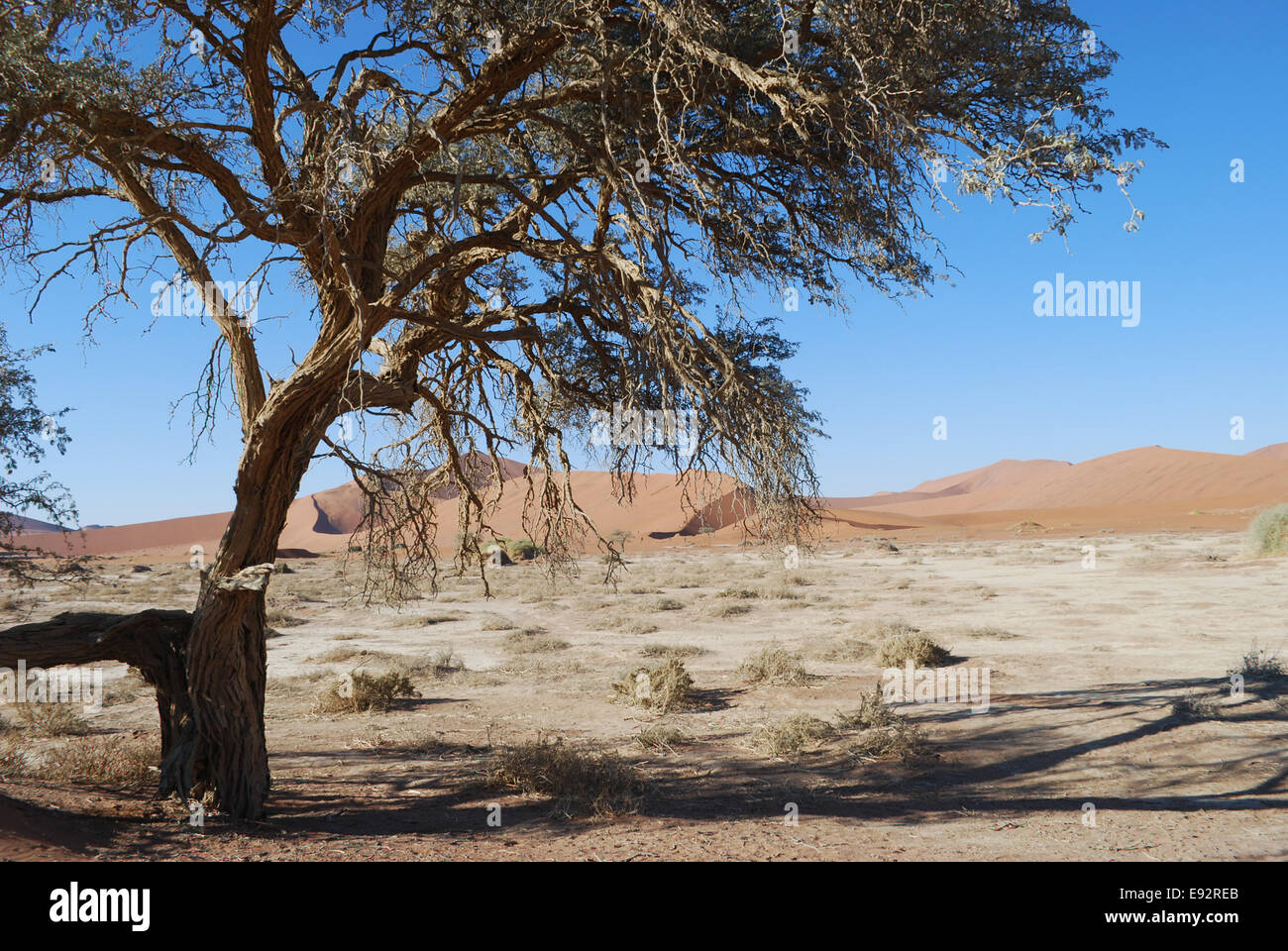 Namibian dessert hi-res stock photography and images - Alamy