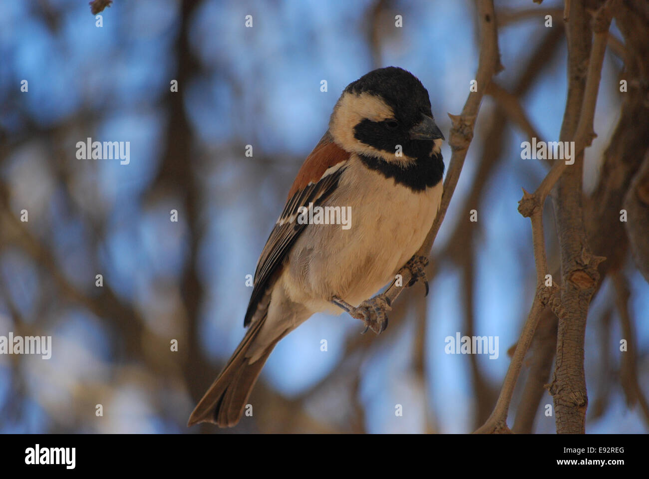 Cape sparrow hi-res stock photography and images - Alamy
