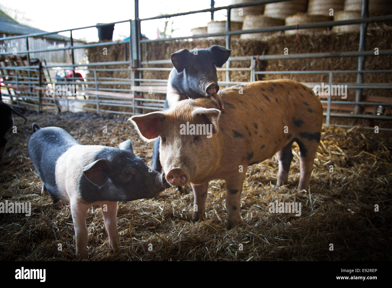 Rare breed pigs hi-res stock photography and images - Alamy