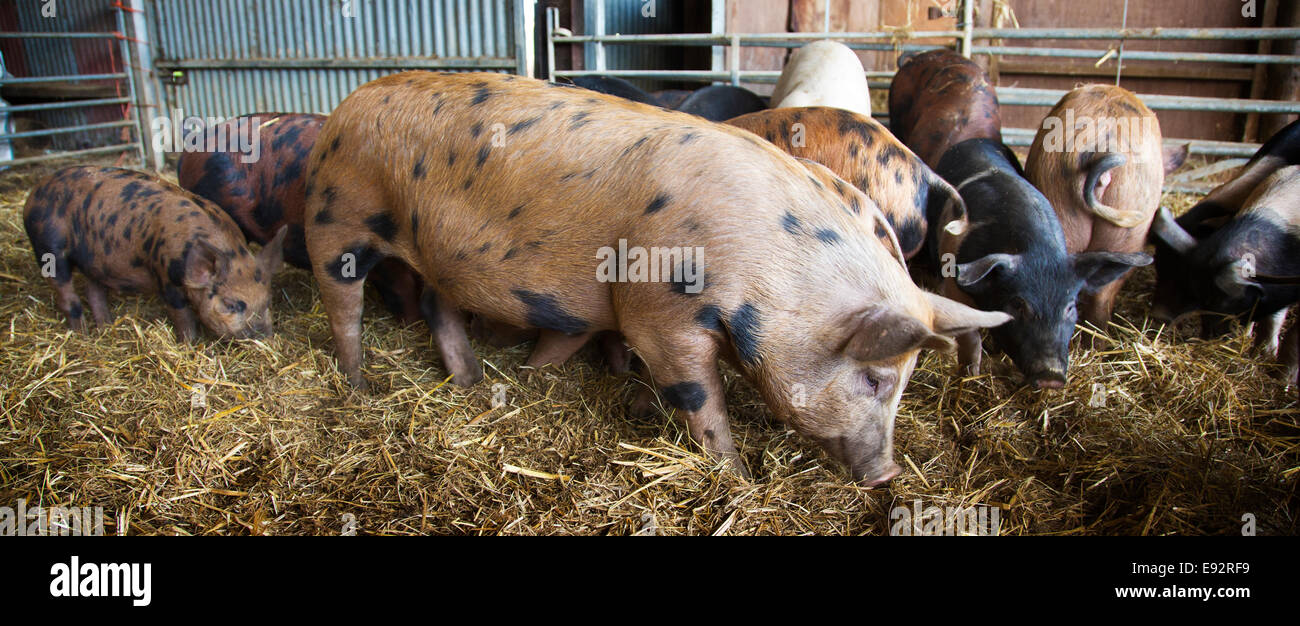 Rare breed meat hi-res stock photography and images - Alamy