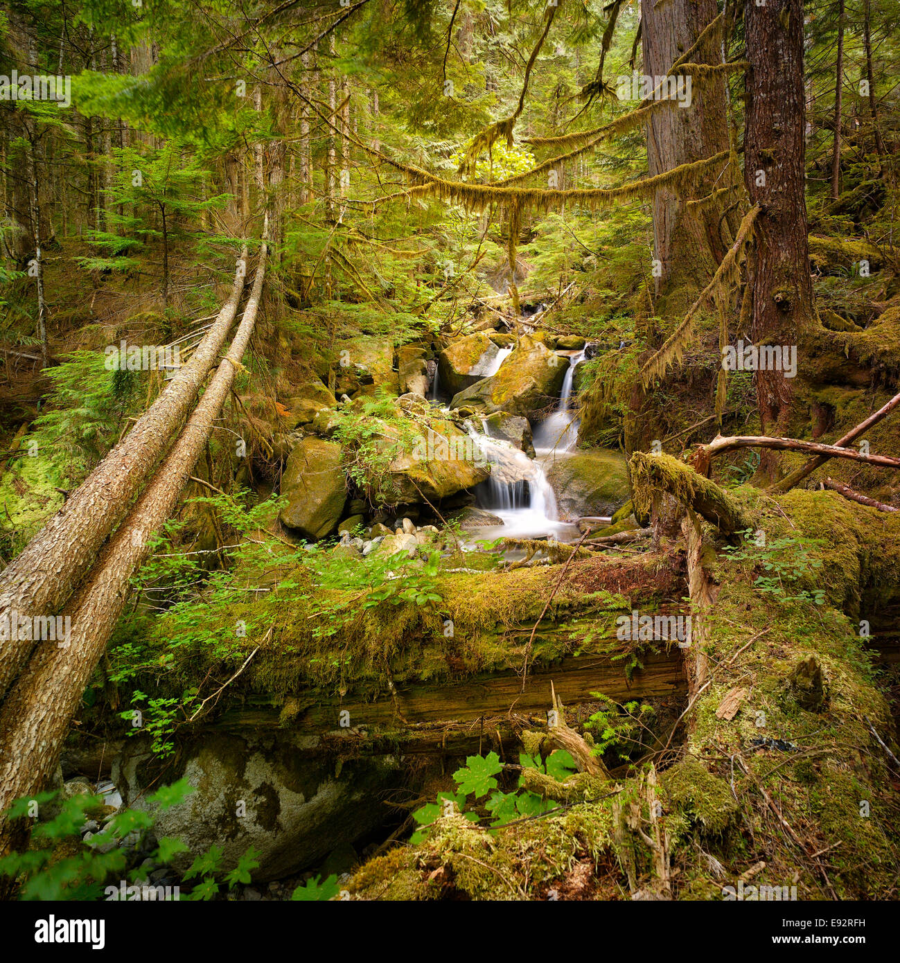 Rugged forest hi-res stock photography and images - Alamy