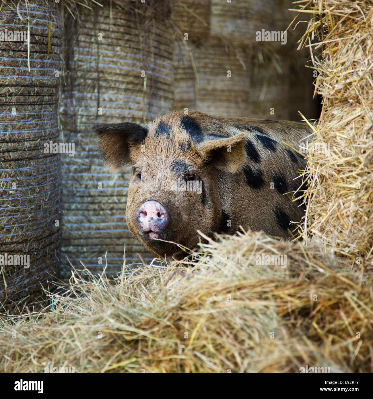 A Large pig peering out from some straw bales Stock Photo - Alamy