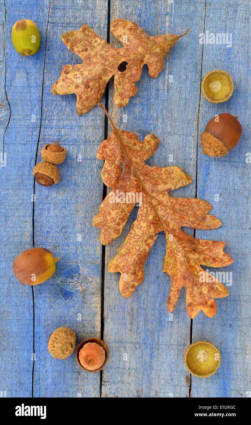 Garry Oak leaves and acorns on rustic blue wooden background for a Fall ...