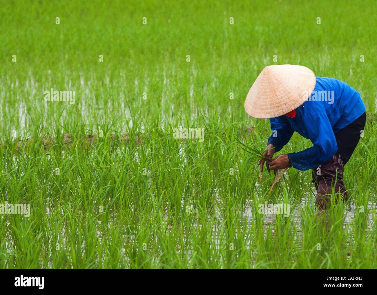 Vietnam rice paddy hi-res stock photography and images - Alamy