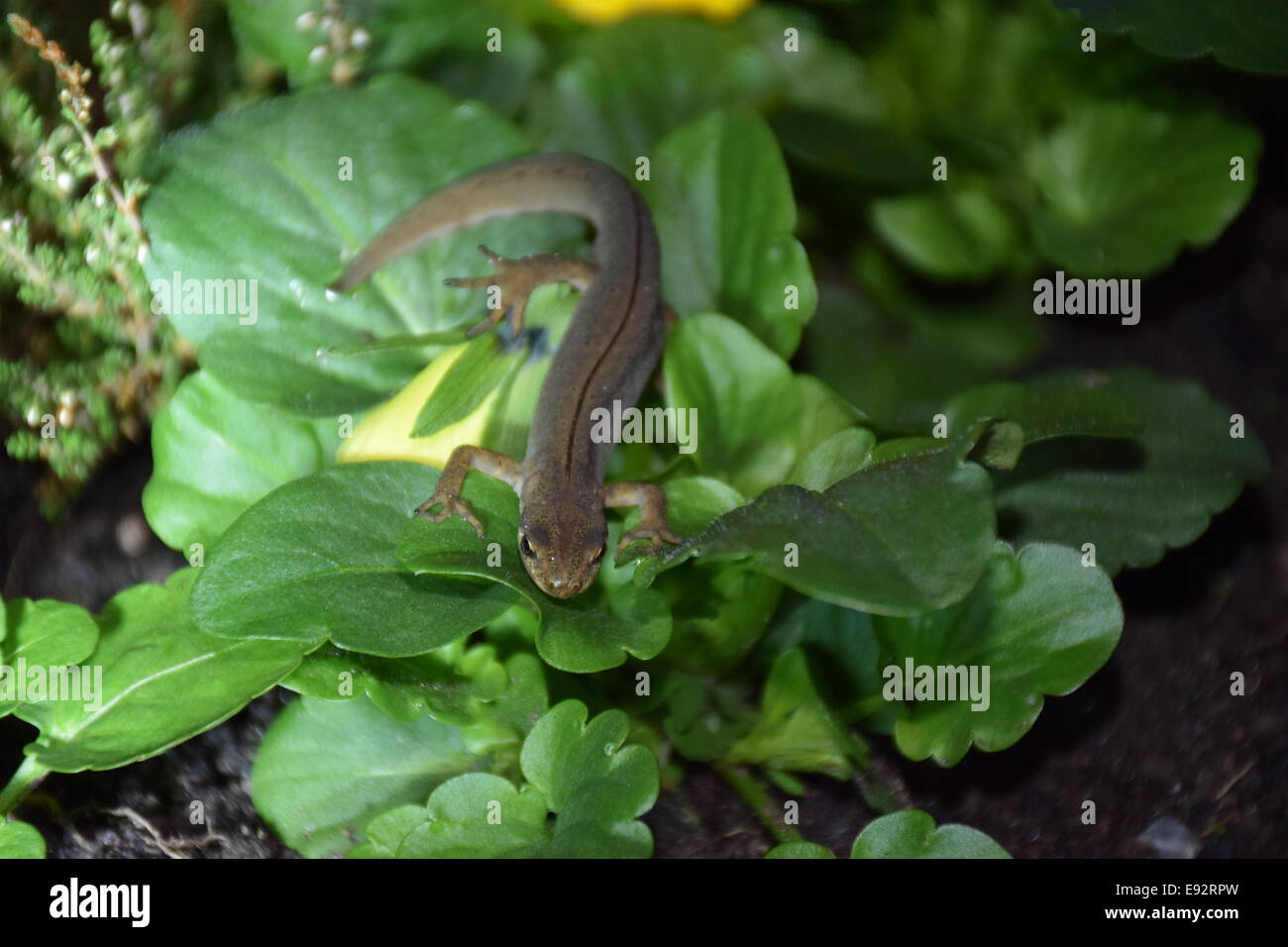 COMMON NEWT IN FLOWER BORDER Stock Photo - Alamy