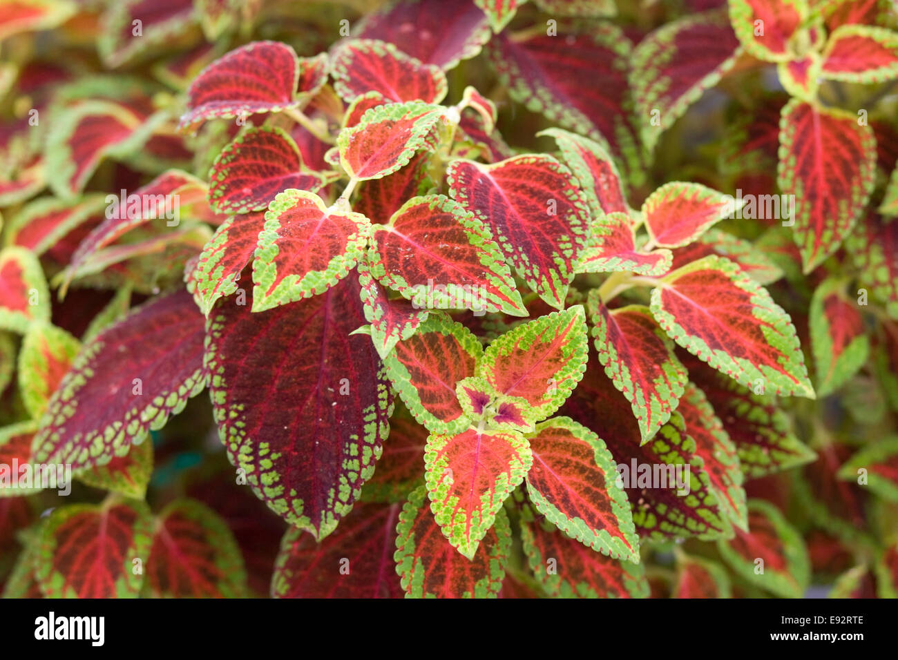 Coleus 'Watermelon' Solenostemon annual foliage plant Stock Photo - Alamy