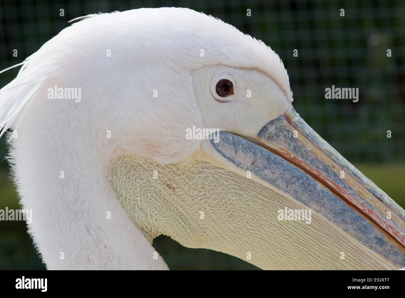 American White Pelican close up Stock Photo - Alamy