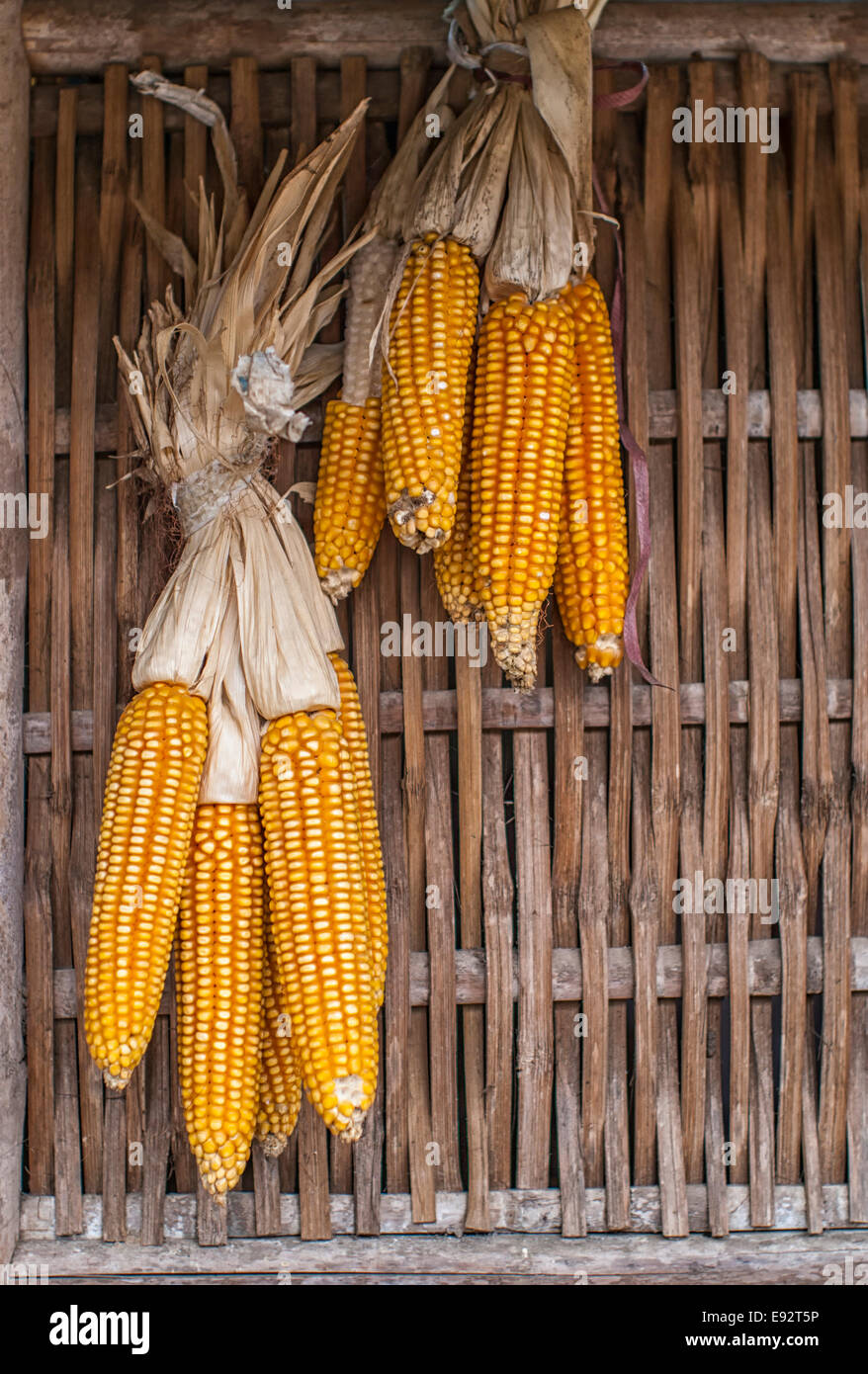 Golden corn cobs hang to dry against bamboo screen Stock Photo - Alamy