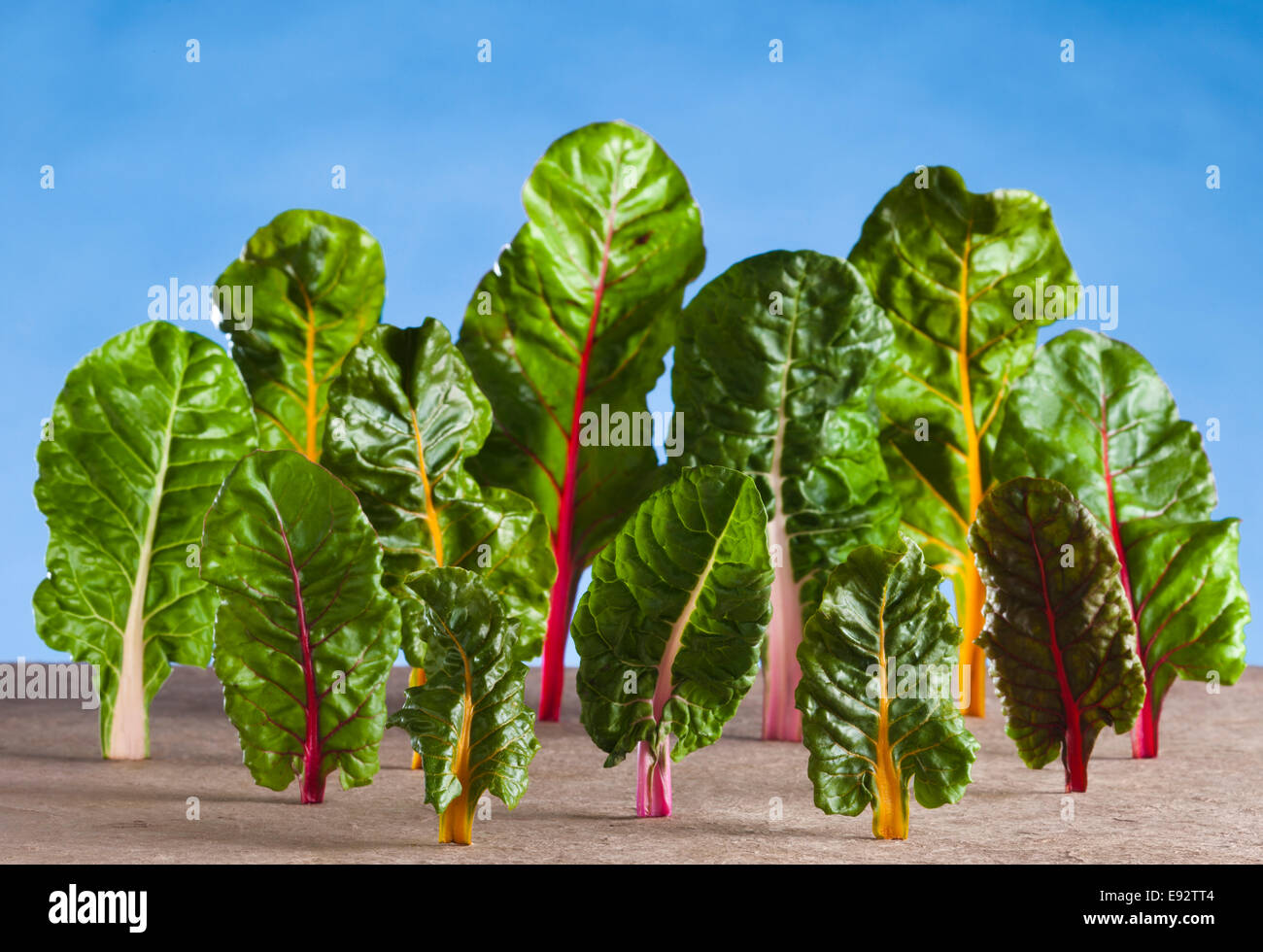 Artistic fantasy still life of swiss chard leaves that look like a ...