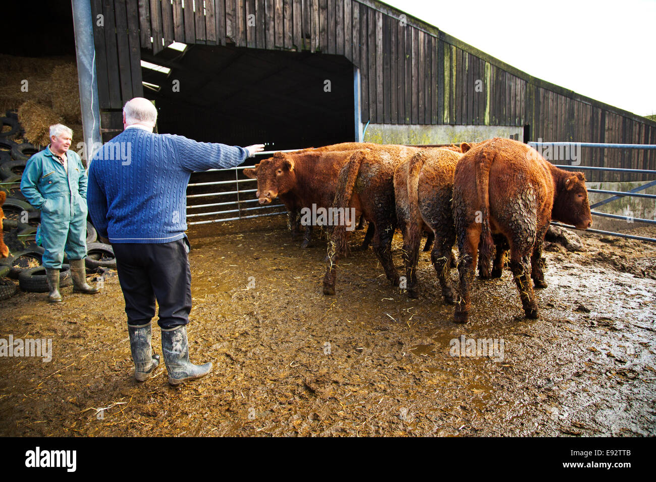 A farmer and a butcher look over some prize South Devon beef Cattle ...