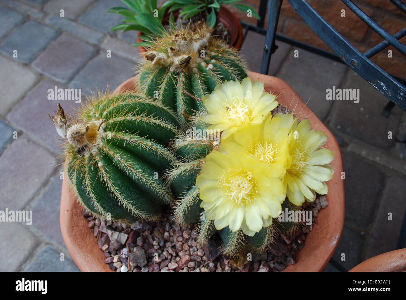 Sedona cactus hi-res stock photography and images - Alamy