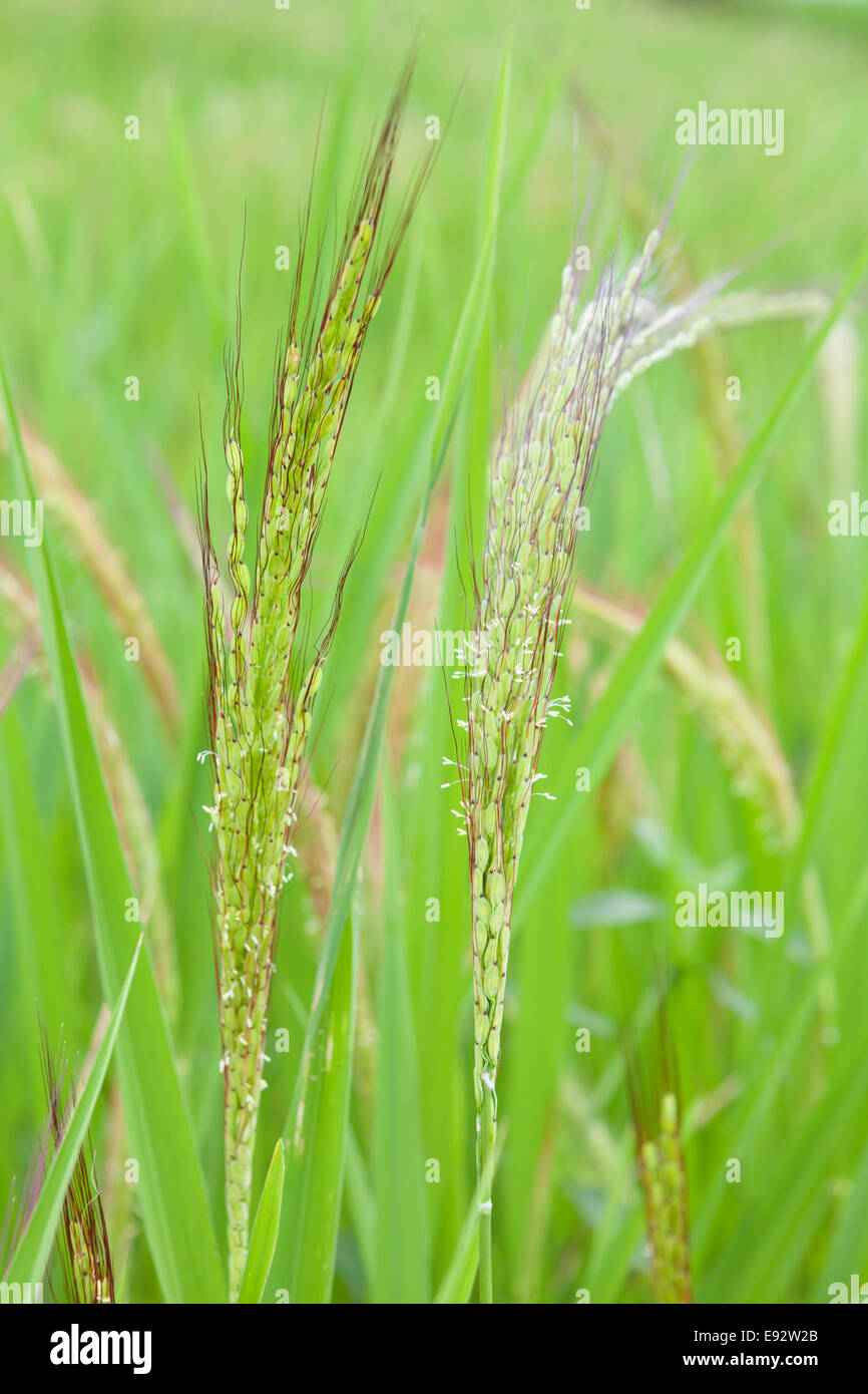 Red rice plants from Jatiluwih, Bali, Indonesia Stock Photo - Alamy
