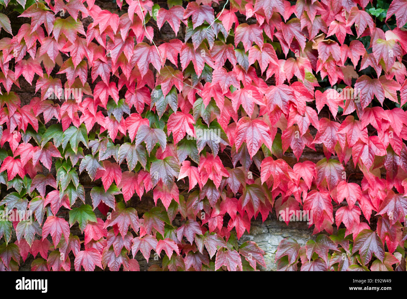 Vibrant red Autumn Leaves growing over stone walling Stock Photo - Alamy