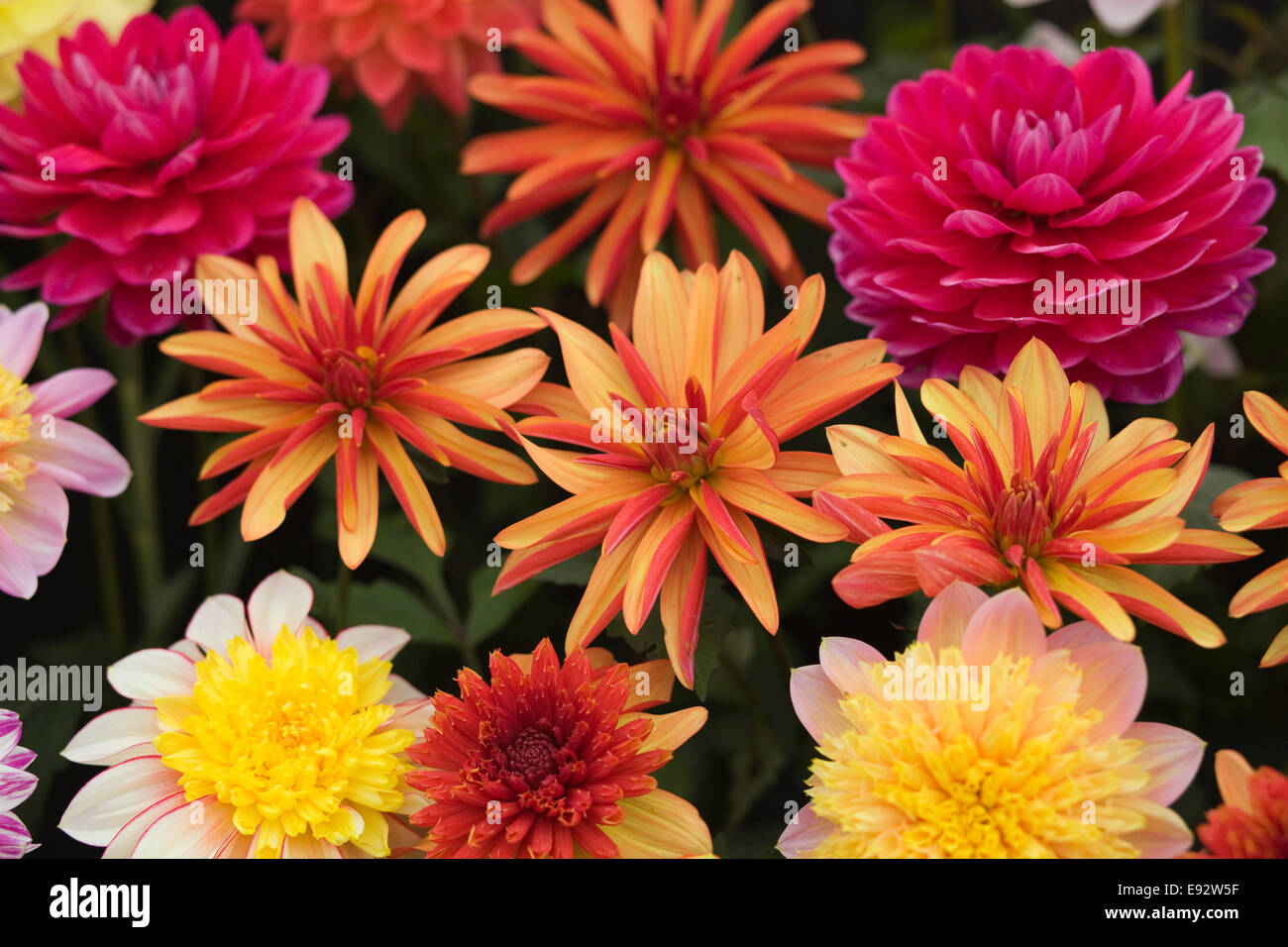 Assorted freshly cut flowers Stock Photo - Alamy