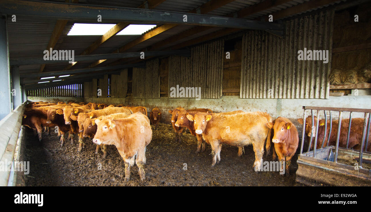 Beef cattle shed uk hi-res stock photography and images - Alamy