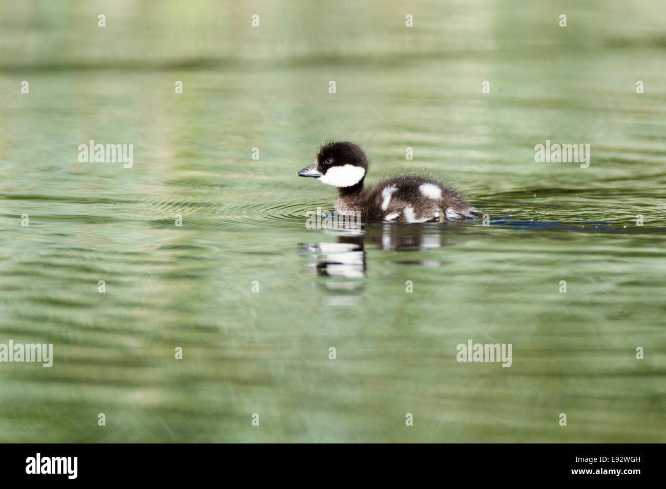Bucephala clangula, Common Goldeneye. The photo was taken in the ...