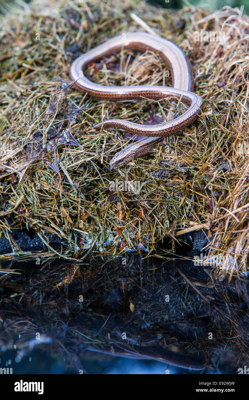 A slow worm on a compost heap. It is reflected in a small pool of water ...