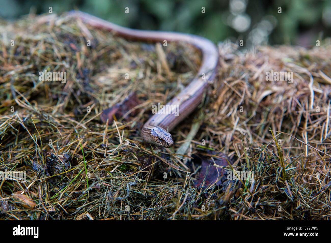 Compost heap and wildlife hi-res stock photography and images - Alamy