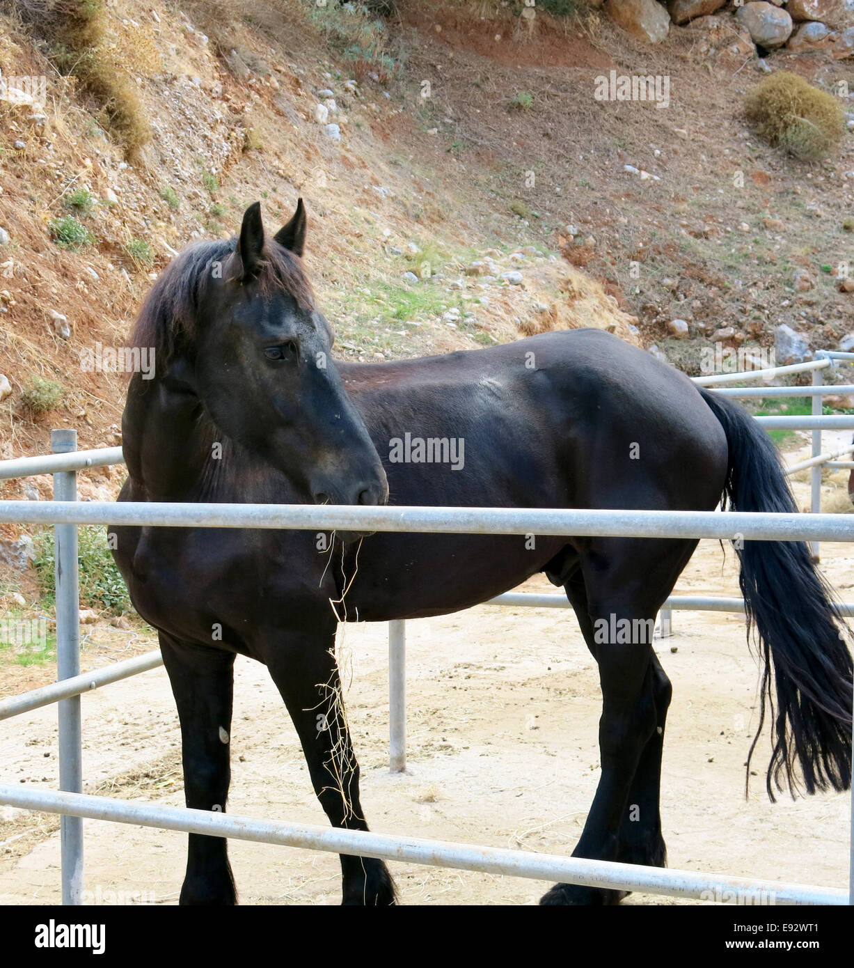 Stable companion hi-res stock photography and images - Alamy