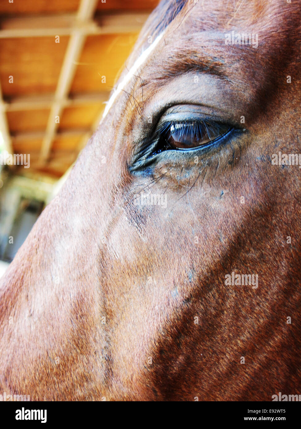 Portrait of a horse, side view Stock Photo - Alamy