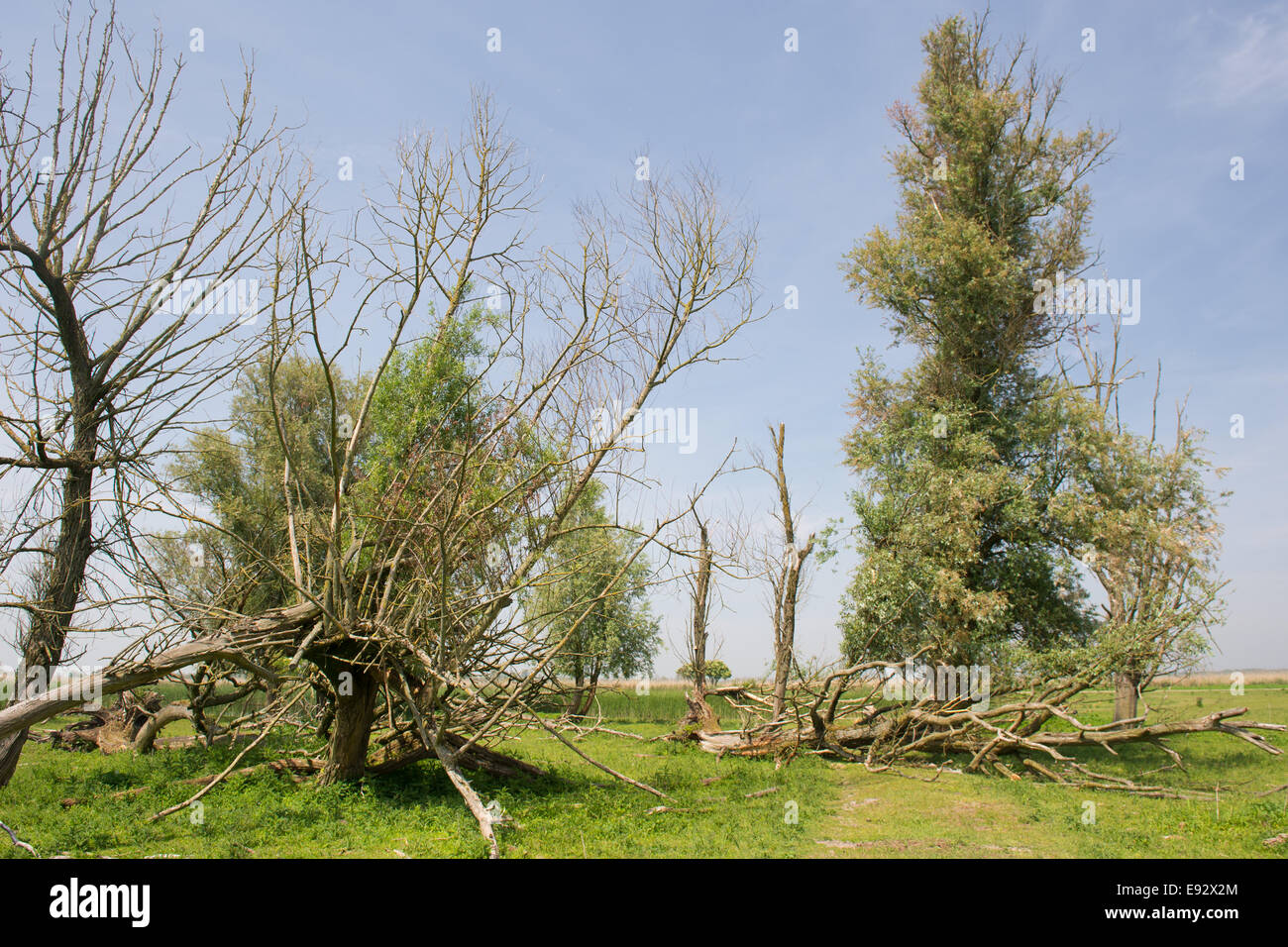 Eaten by animals hi-res stock photography and images - Alamy