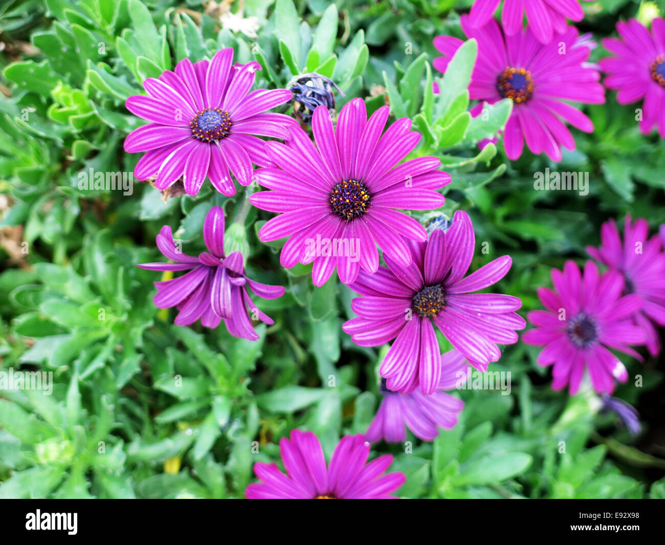 Purple flowers (selective focus Stock Photo - Alamy