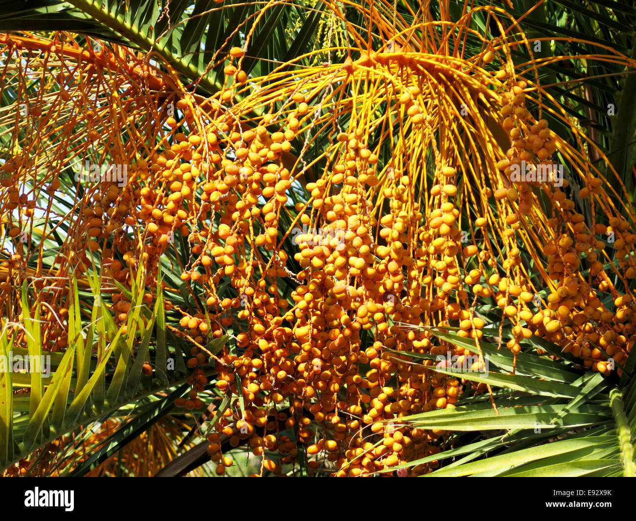 Palm Tree Seeds Stock Photos & Palm Tree Seeds Stock Images - Alamy
