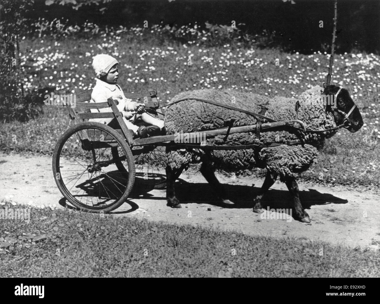 Young Child in Cart Pulled by Ram, 1935 Stock Photo - Alamy