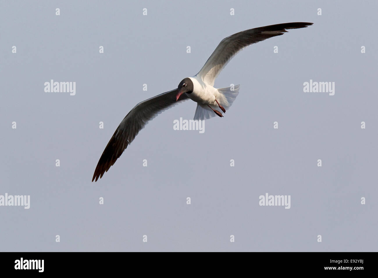 Flying seagull, laughing gull, (Leucophaeus atricilla Stock Photo - Alamy
