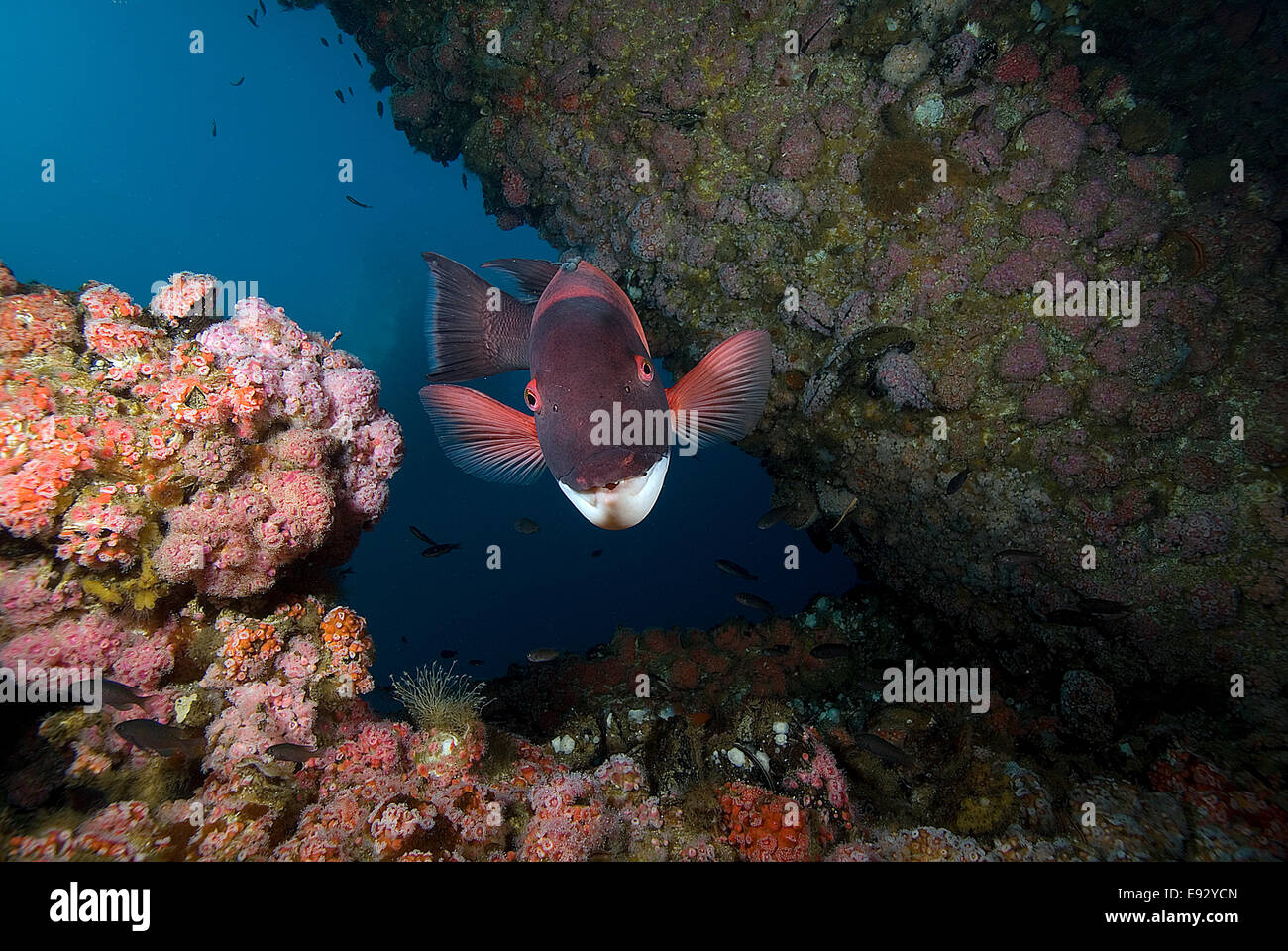 Sheephead fish swimming underwater at Oil Rig Platform Stock Photo - Alamy