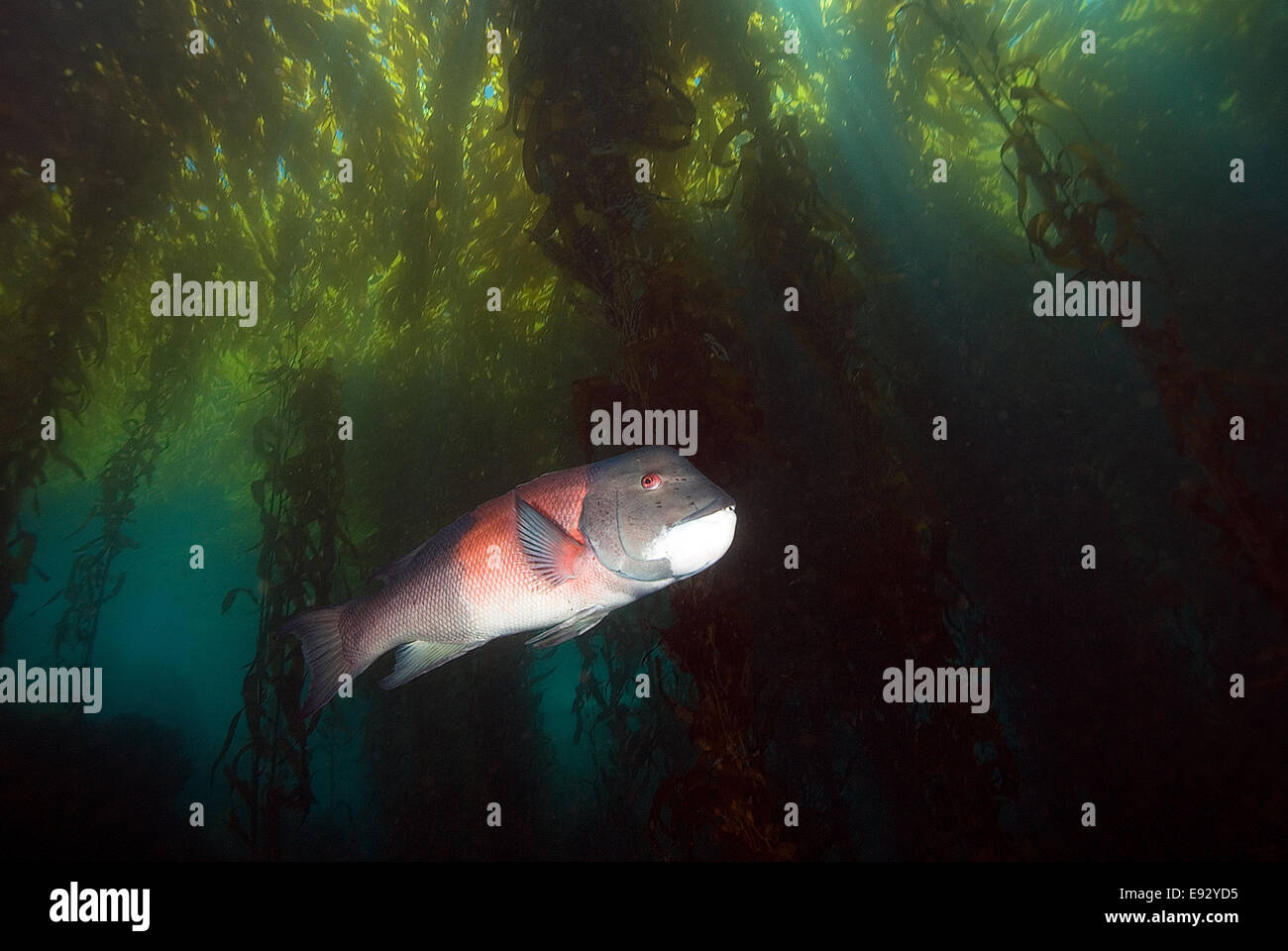 Male sheephead hi-res stock photography and images - Alamy